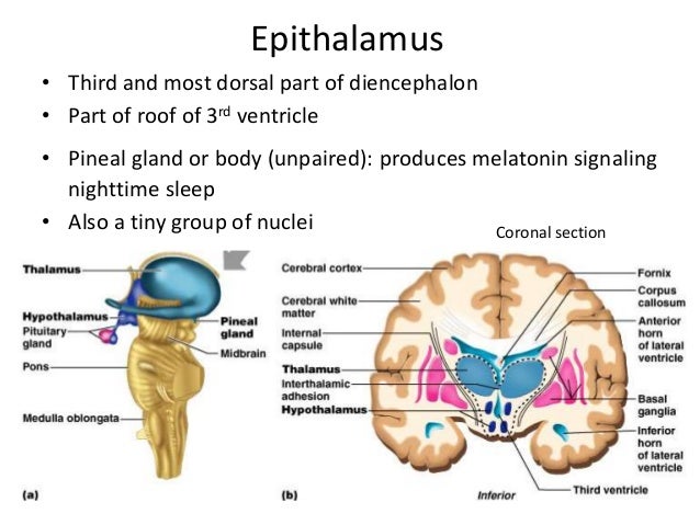 Epithalamus Diagram