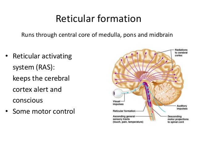 General anatomy 19 (b)