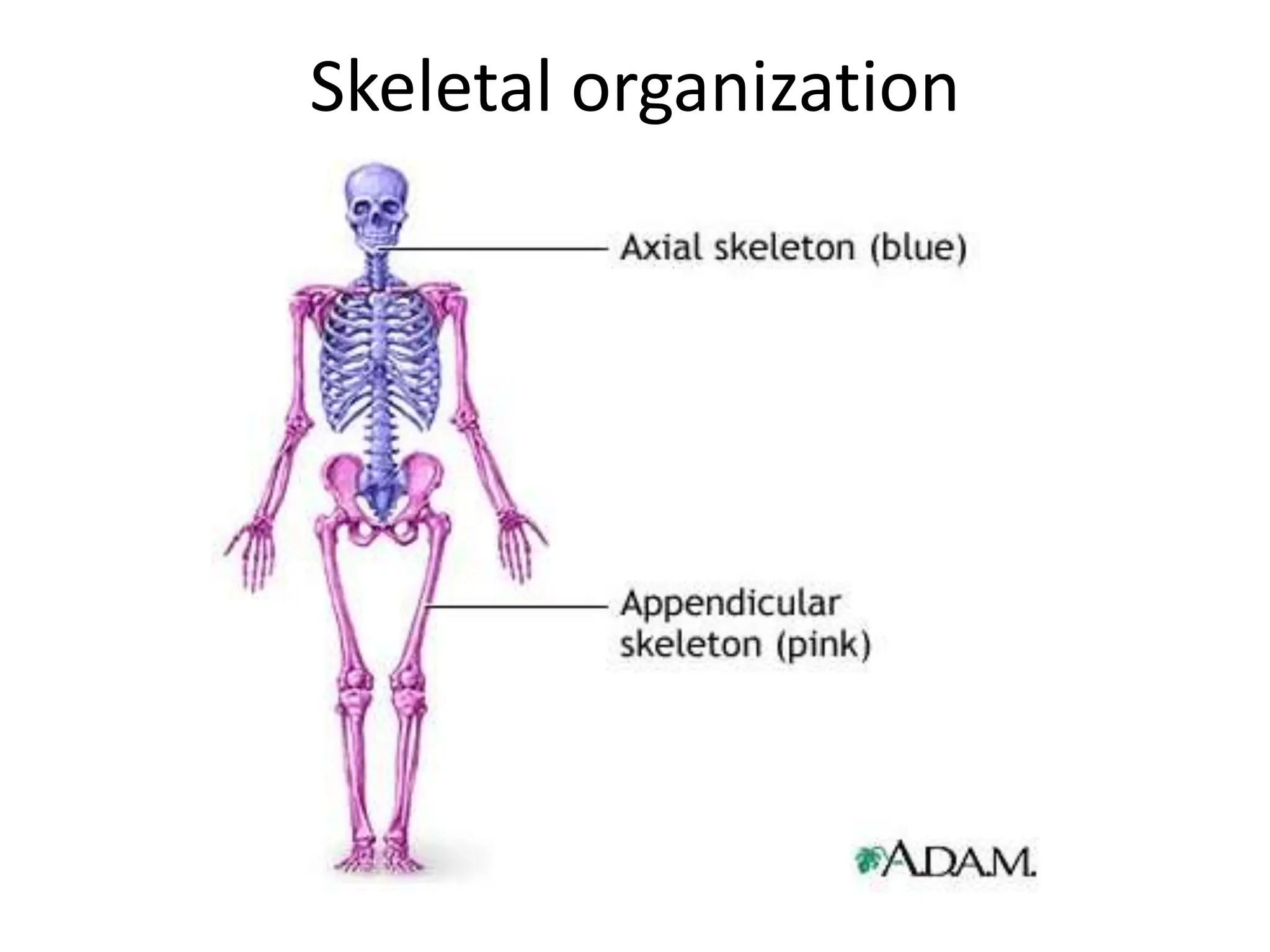 General anatomy and physiology bones.pptx