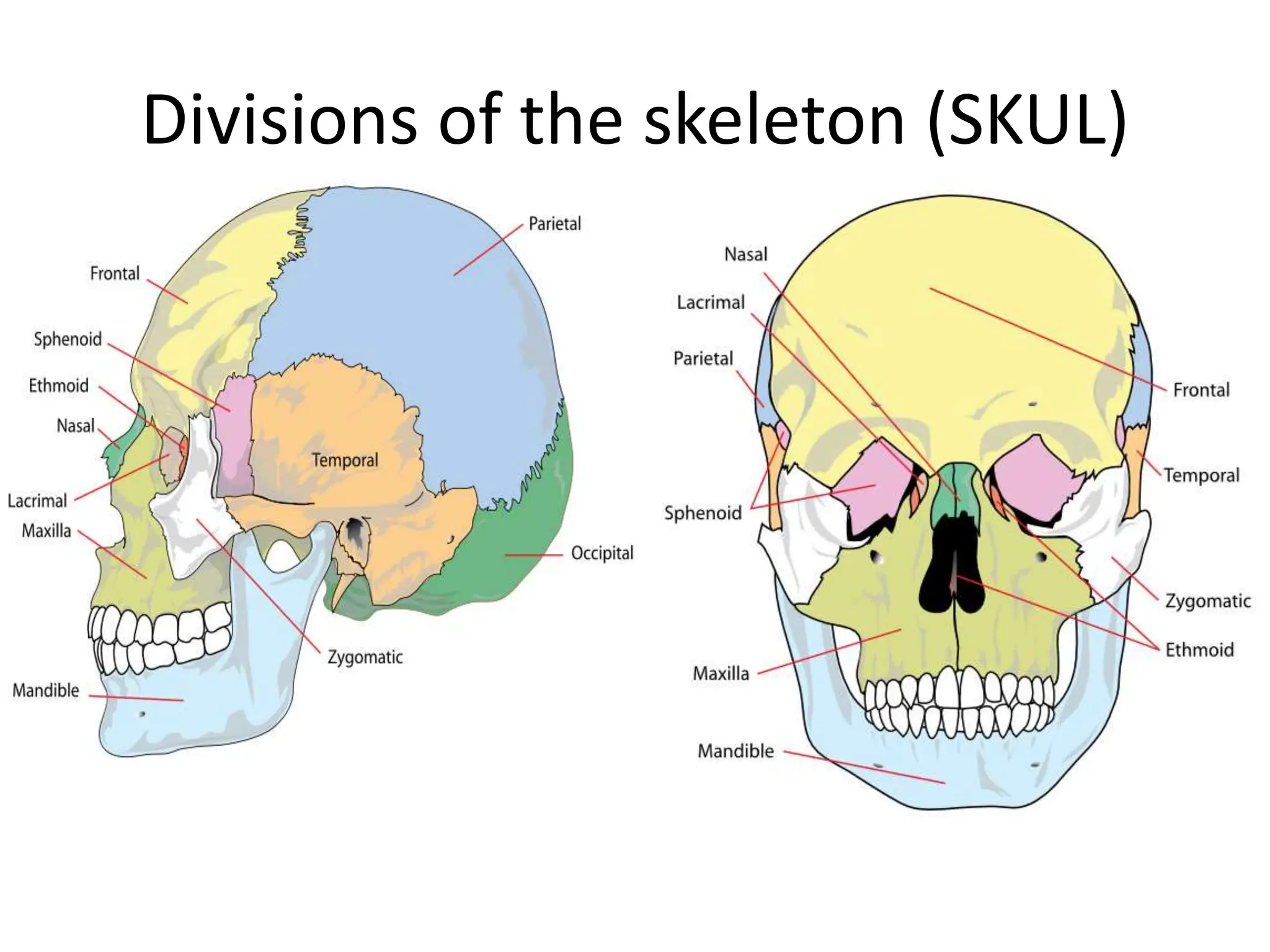 General anatomy and physiology bones.pptx