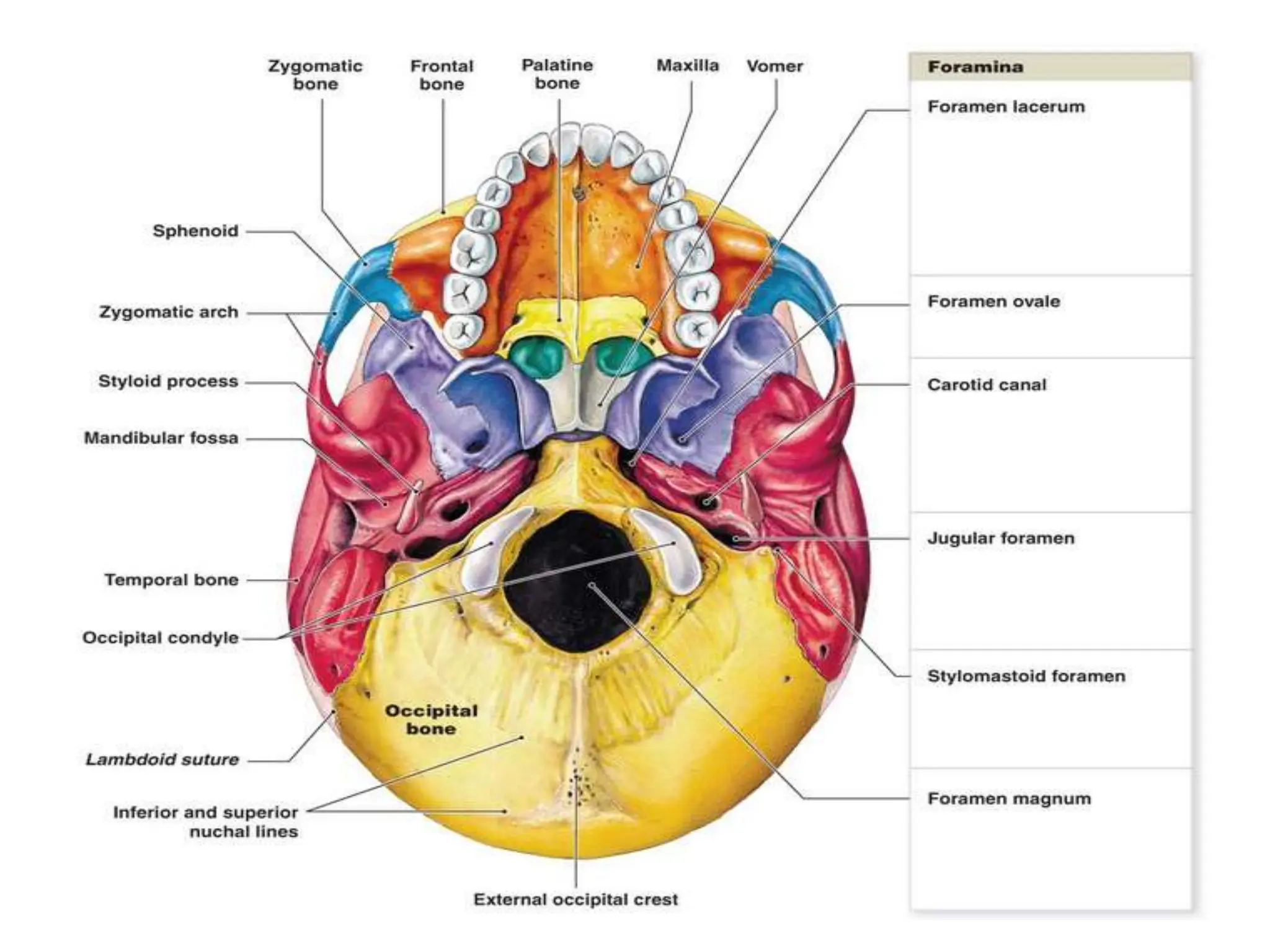 General anatomy and physiology bones.pptx