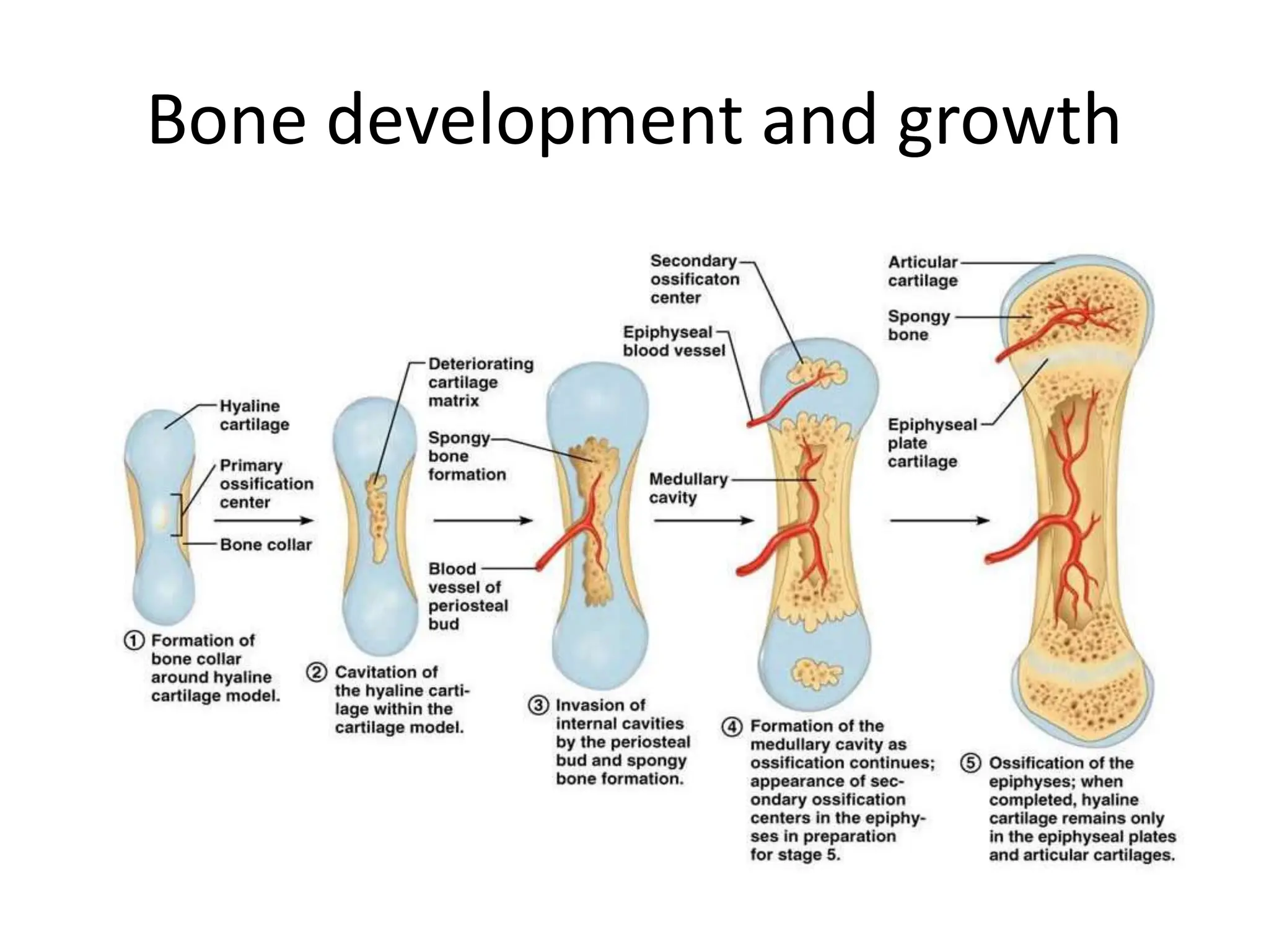 General anatomy and physiology bones.pptx