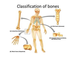 General anatomy and physiology bones.pptx