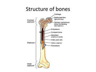 General anatomy and physiology bones.pptx