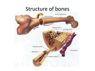 General anatomy and physiology bones.pptx