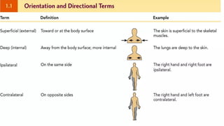 Lecture 1: General Anatomy of human body.pptx