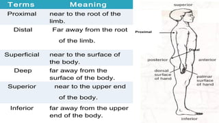 Lecture 1: General Anatomy of human body.pptx