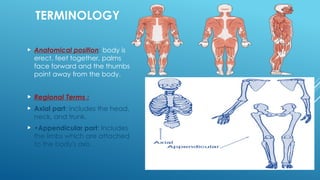 Lecture 1: General Anatomy of human body.pptx