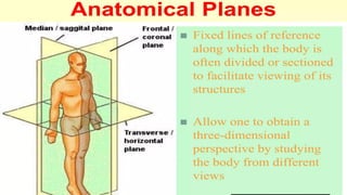 Lecture 1: General Anatomy of human body.pptx