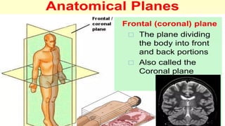 Lecture 1: General Anatomy of human body.pptx