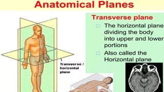Lecture 1: General Anatomy of human body.pptx
