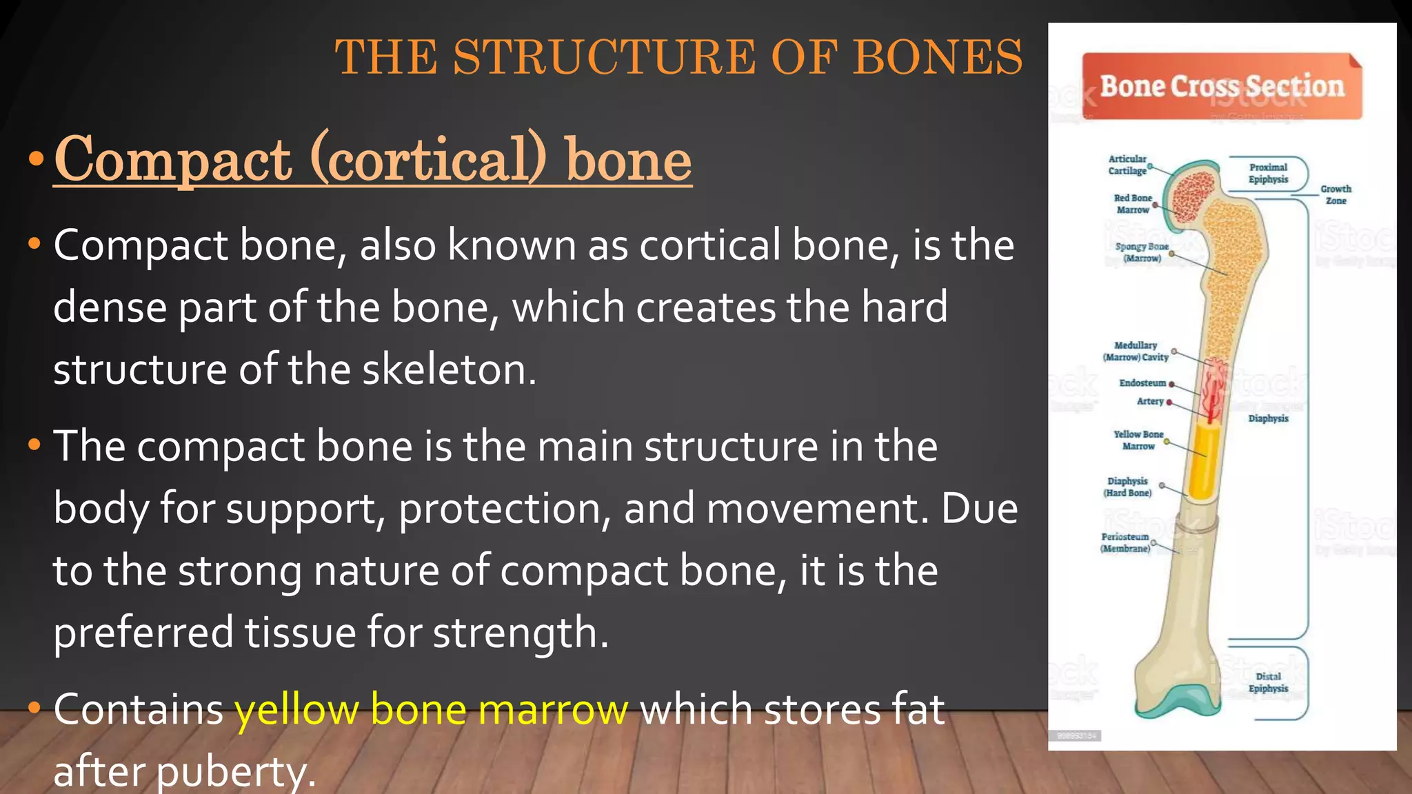 General anatomy of bone mbbs | PPTX