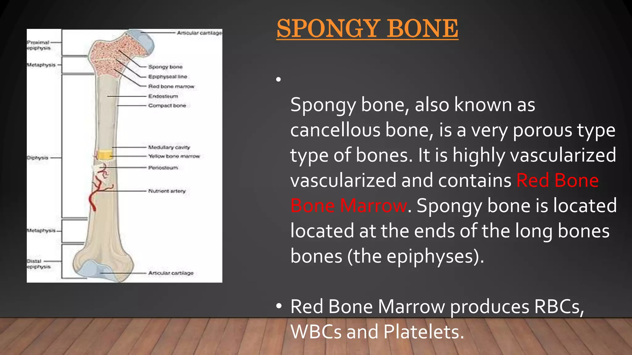 General anatomy of bone mbbs | PPTX