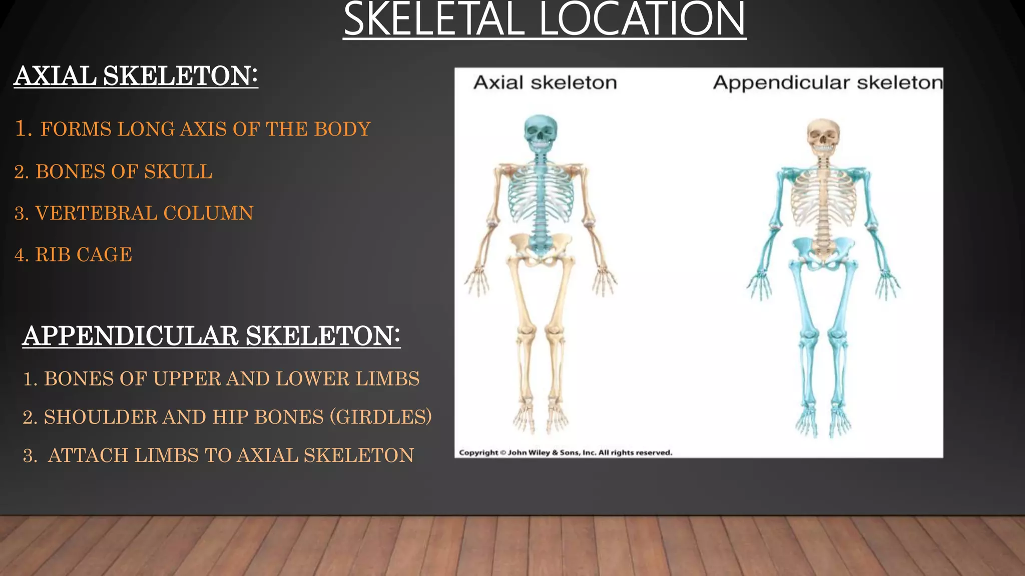 General anatomy of bone mbbs | PPTX