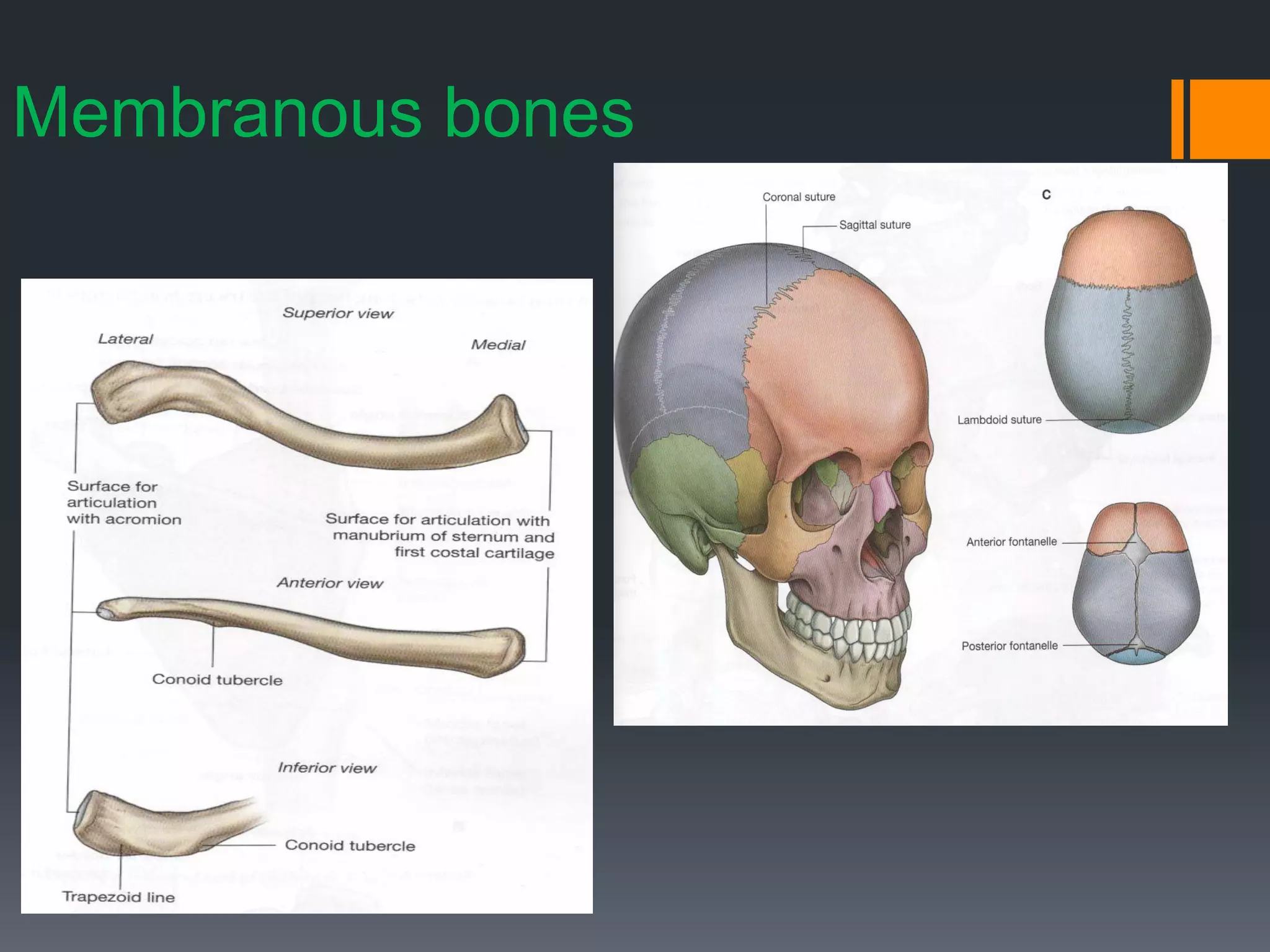 General Anatomy of Bones LT1.pdf