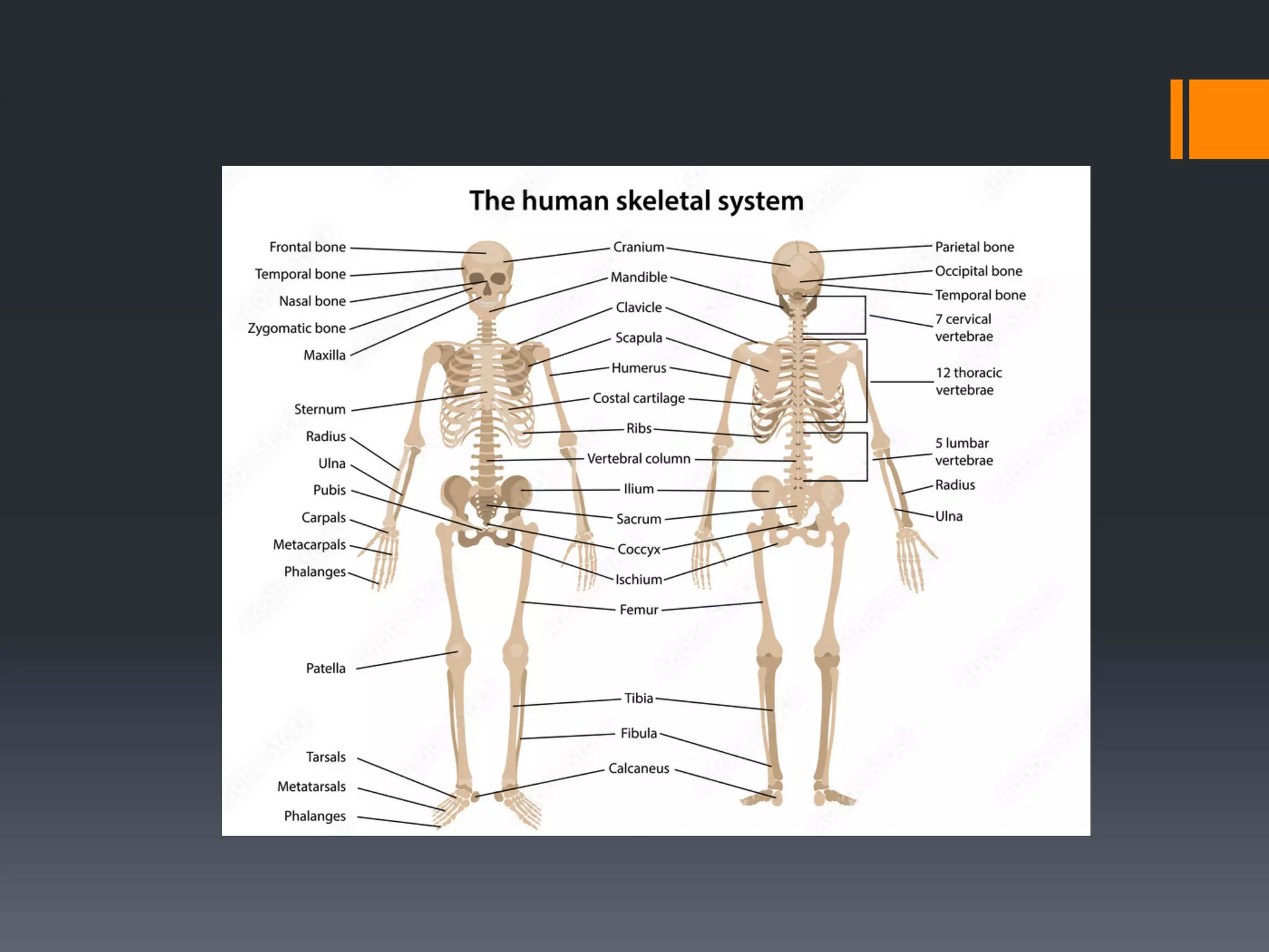General Anatomy of Bones LT1.pdf | Bone and Joint Conditions | Diseases ...