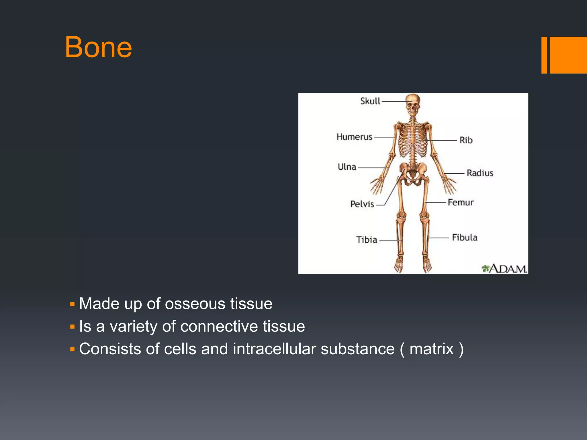 General Anatomy of Bones LT1.pdf | Bone and Joint Conditions | Diseases ...