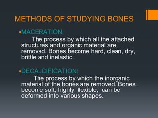 General Anatomy of Bones LT1.pdf | Bone and Joint Conditions | Diseases ...
