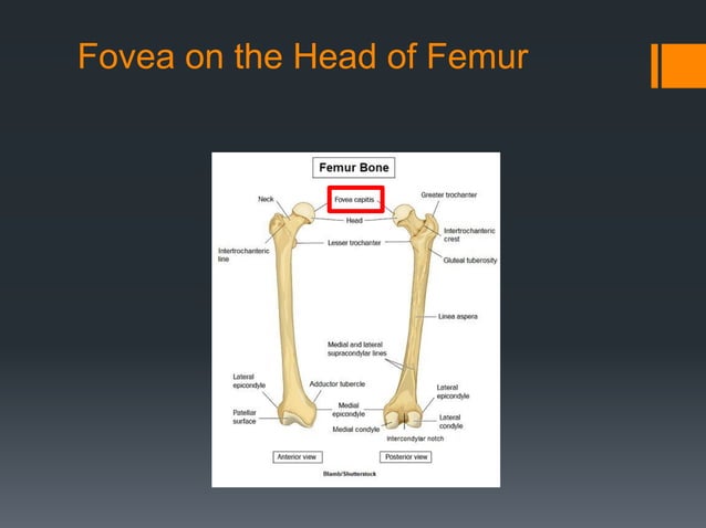 General Anatomy of Bones LT1.pdf