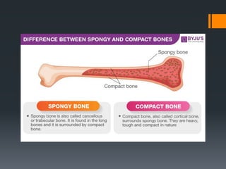General Anatomy of Bones LT1.pdf