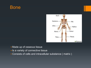 General Anatomy of Bones LT1.pdf