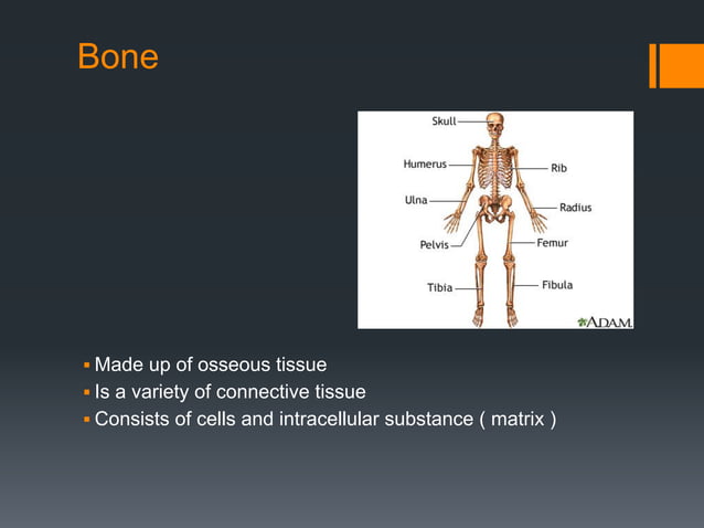 General Anatomy of Bones LT1.pdf