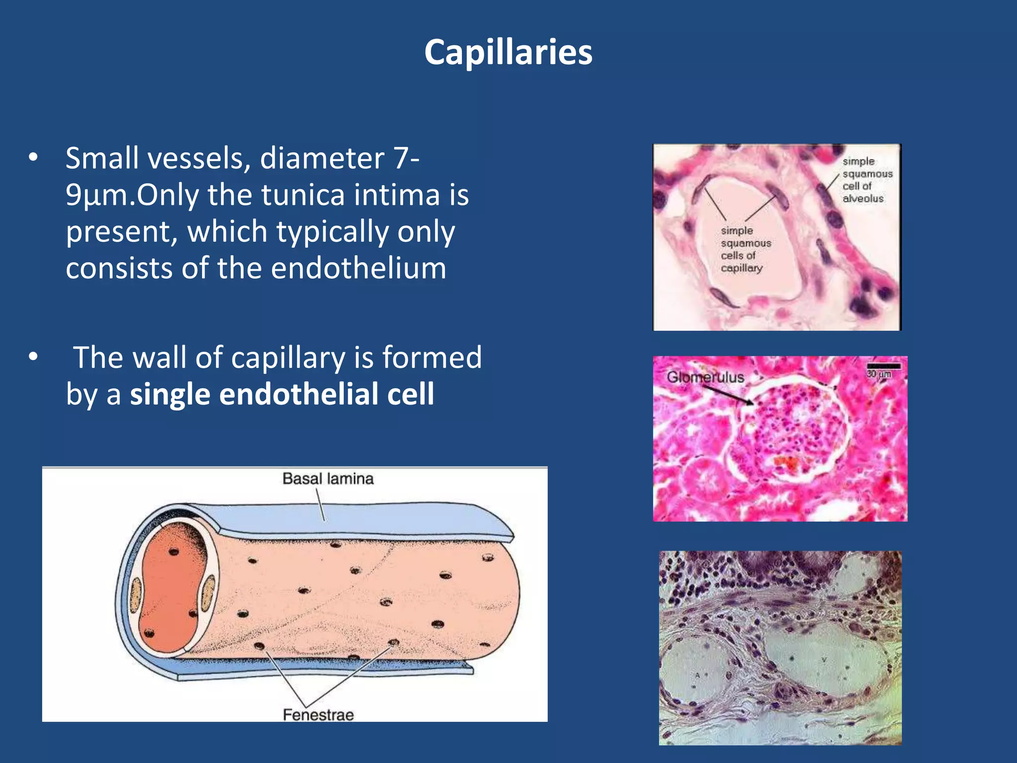 GENERAL ANATOMY OF CVS (1).pptx