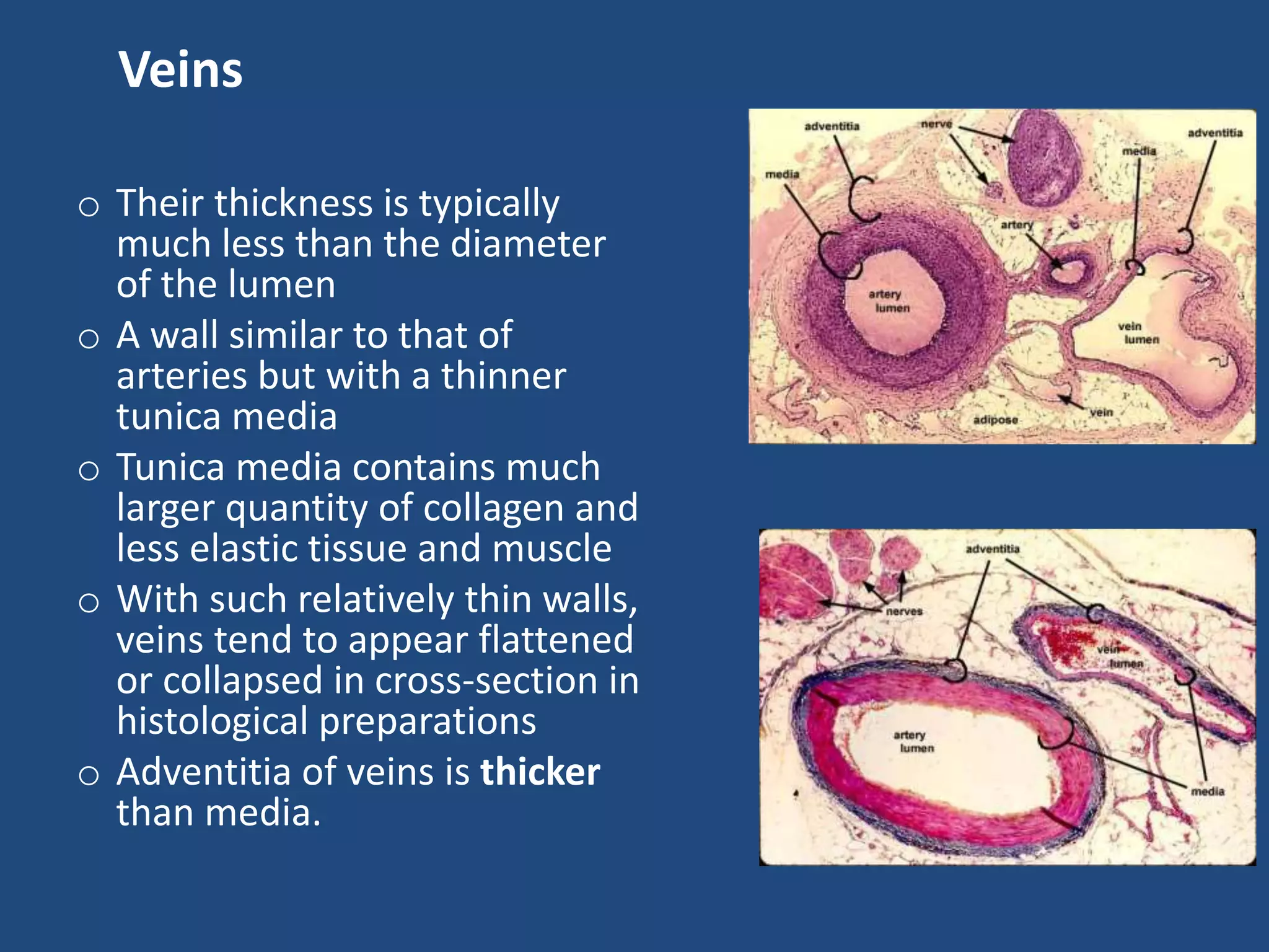 GENERAL ANATOMY OF CVS (1).pptx