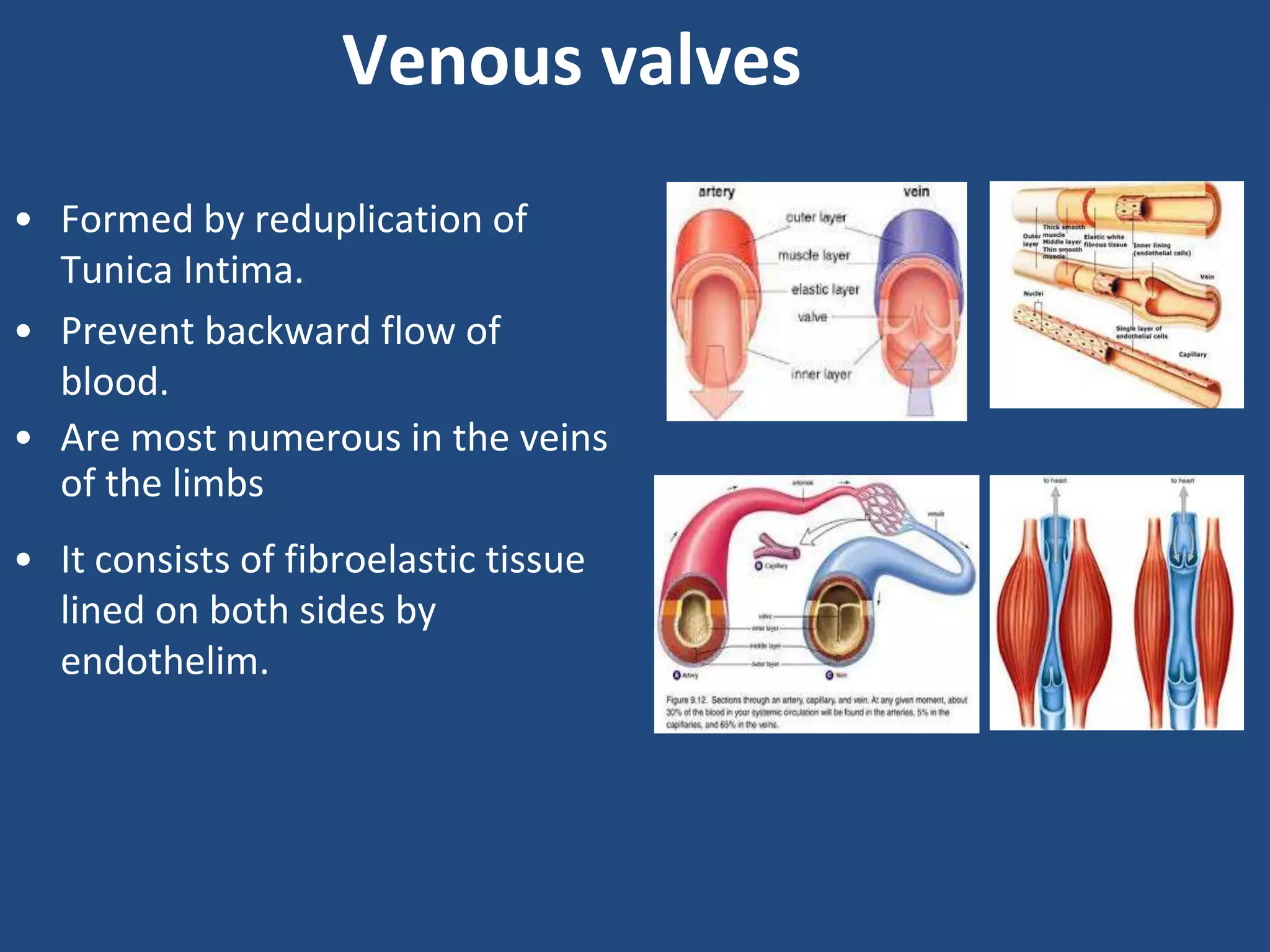 GENERAL ANATOMY OF CVS (1).pptx