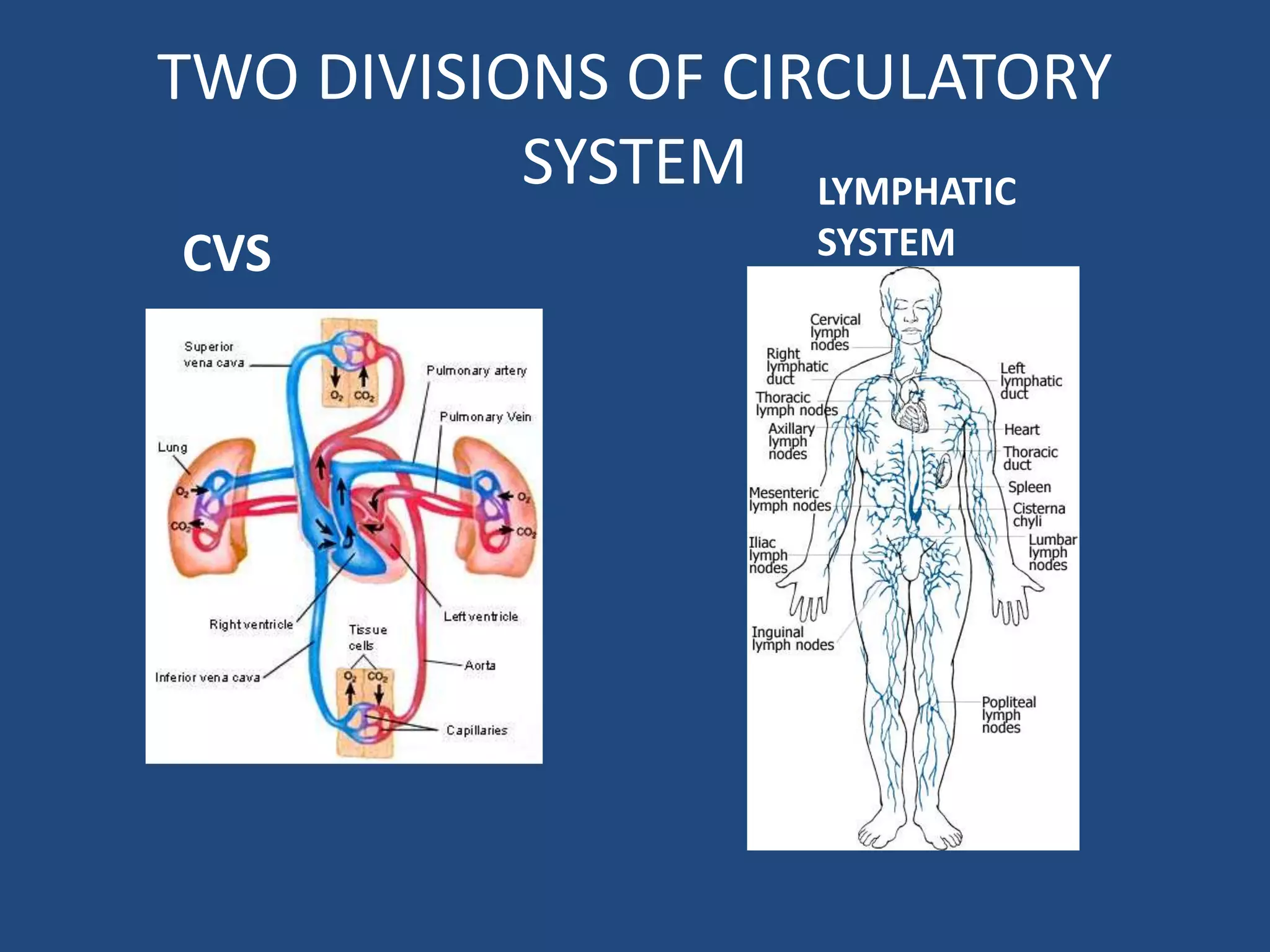GENERAL ANATOMY OF CVS (1).pptx