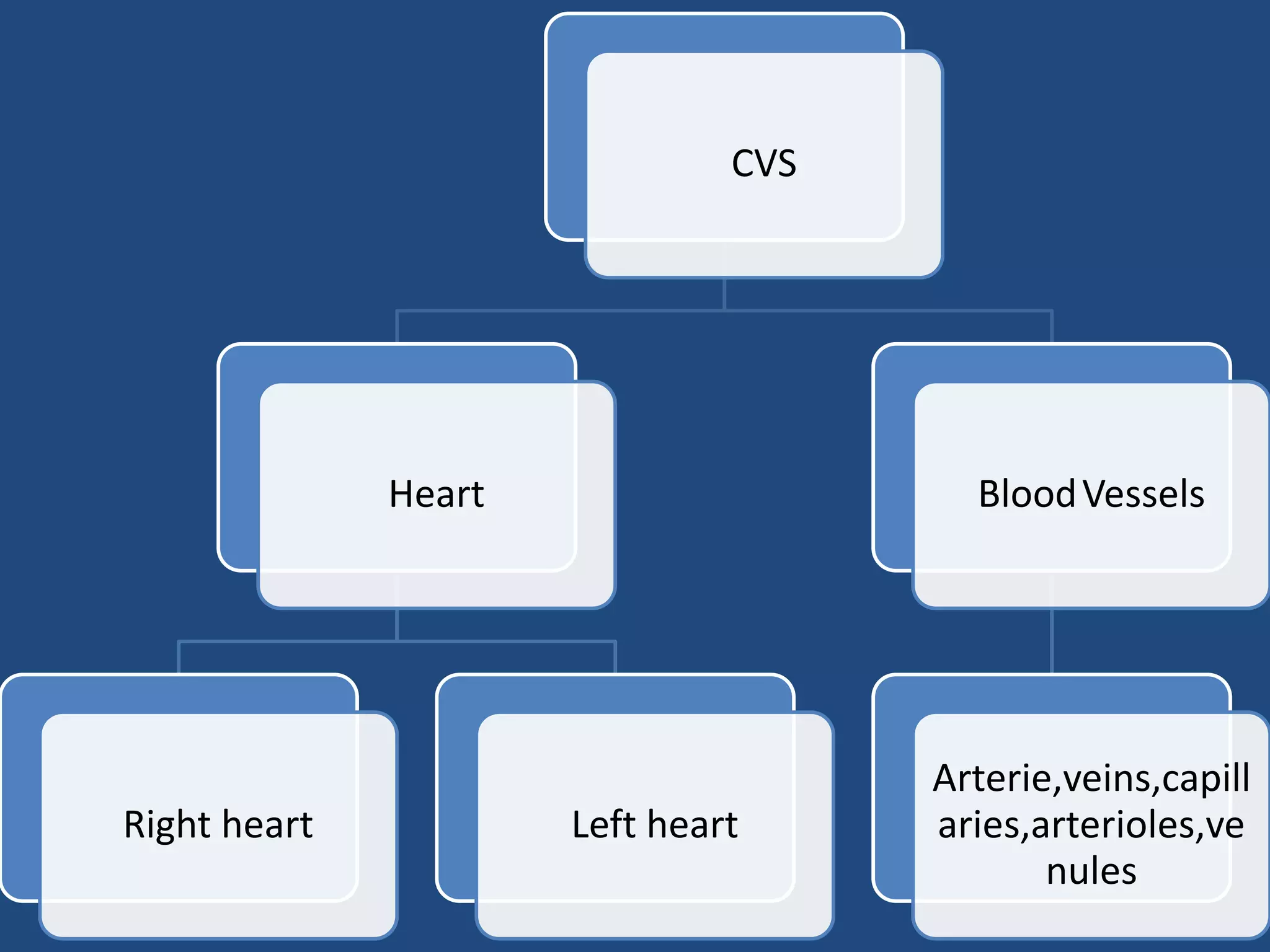 GENERAL ANATOMY OF CVS (1).pptx