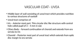 GENERAL ANATOMY OF EYE and its structures | PPTX