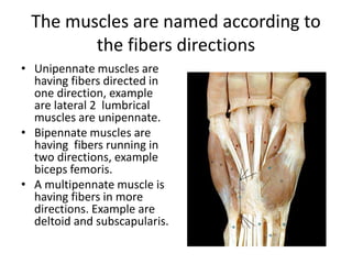 General anatomy of muscle | PPTX