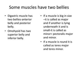 General anatomy of muscle | PPTX