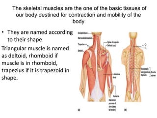 General anatomy of muscle | PPTX