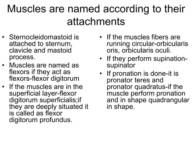 General anatomy of muscle | PPTX