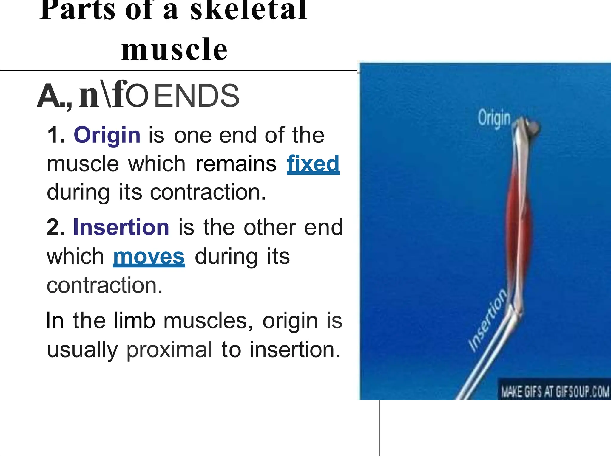 GENERAL ANATOMY OF MUSCLE DESCRIBE CLEARLY | PPTX
