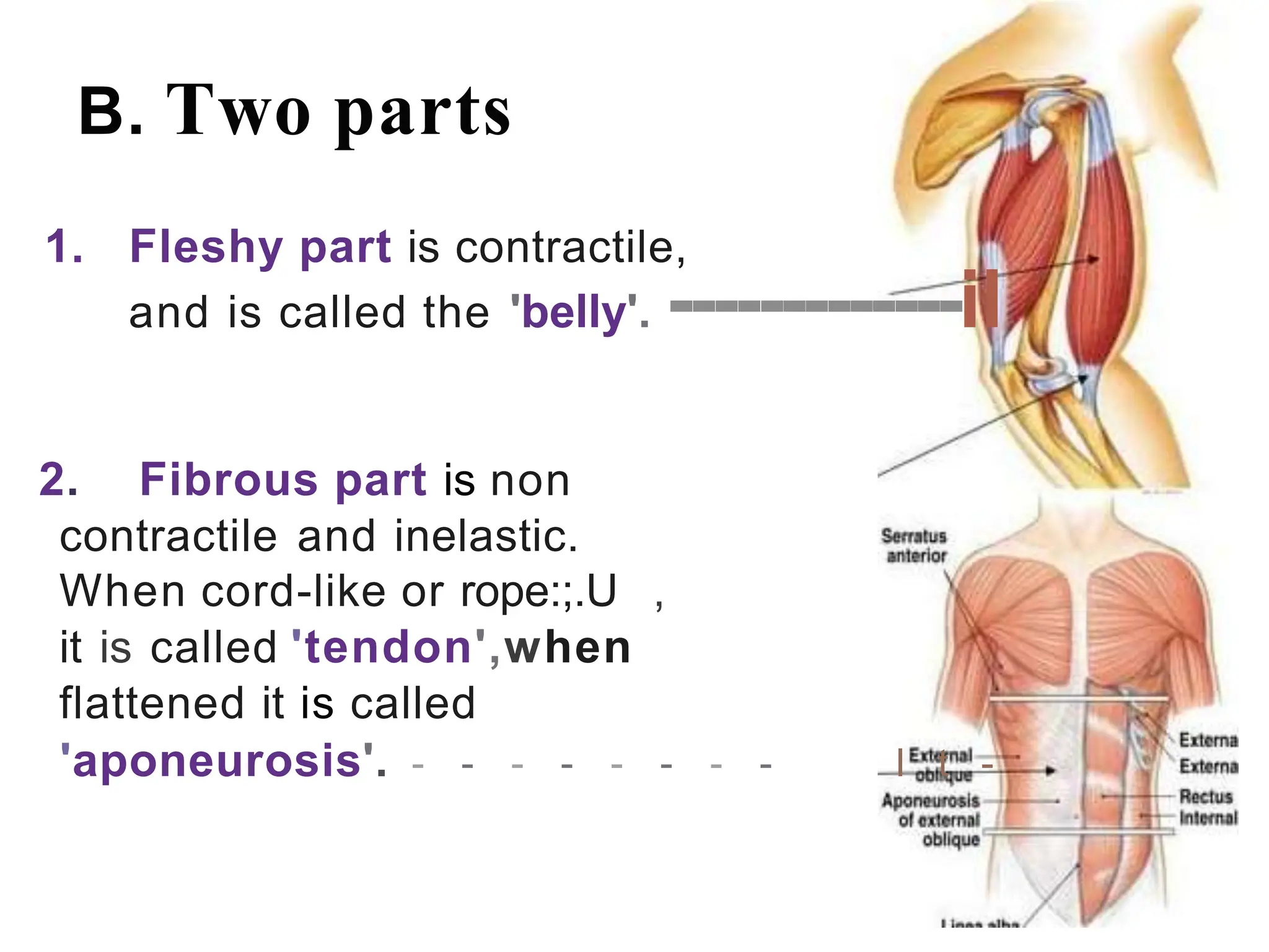 GENERAL ANATOMY OF MUSCLE DESCRIBE CLEARLY | PPTX