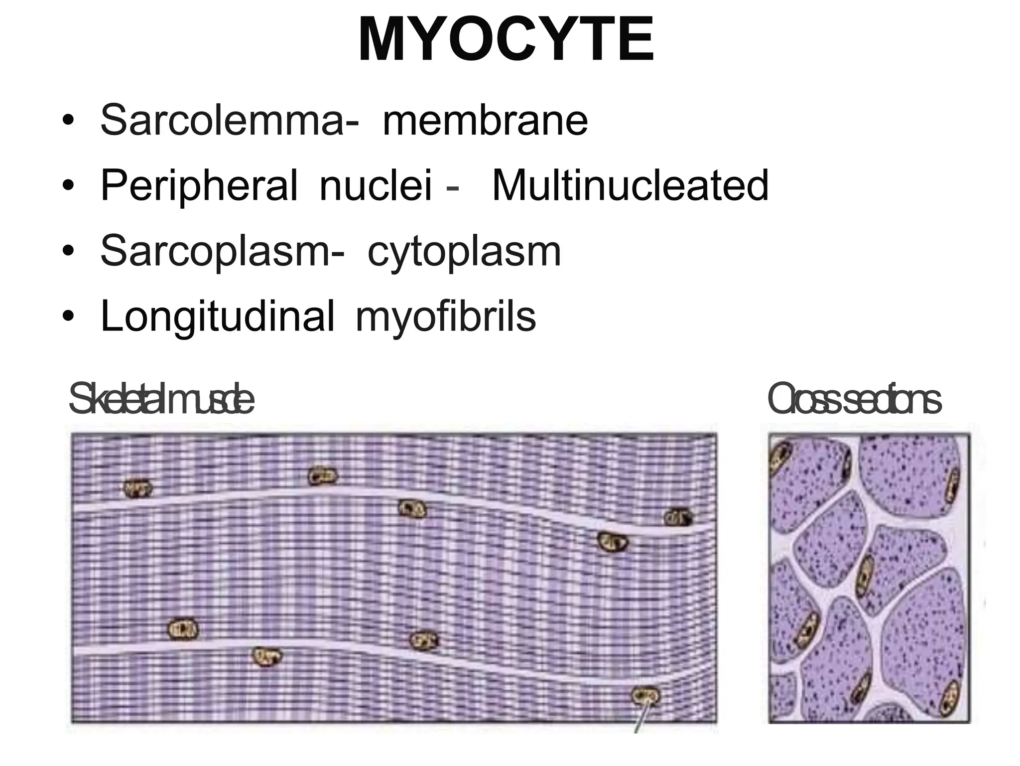 GENERAL ANATOMY OF MUSCLE DESCRIBE CLEARLY | PPTX