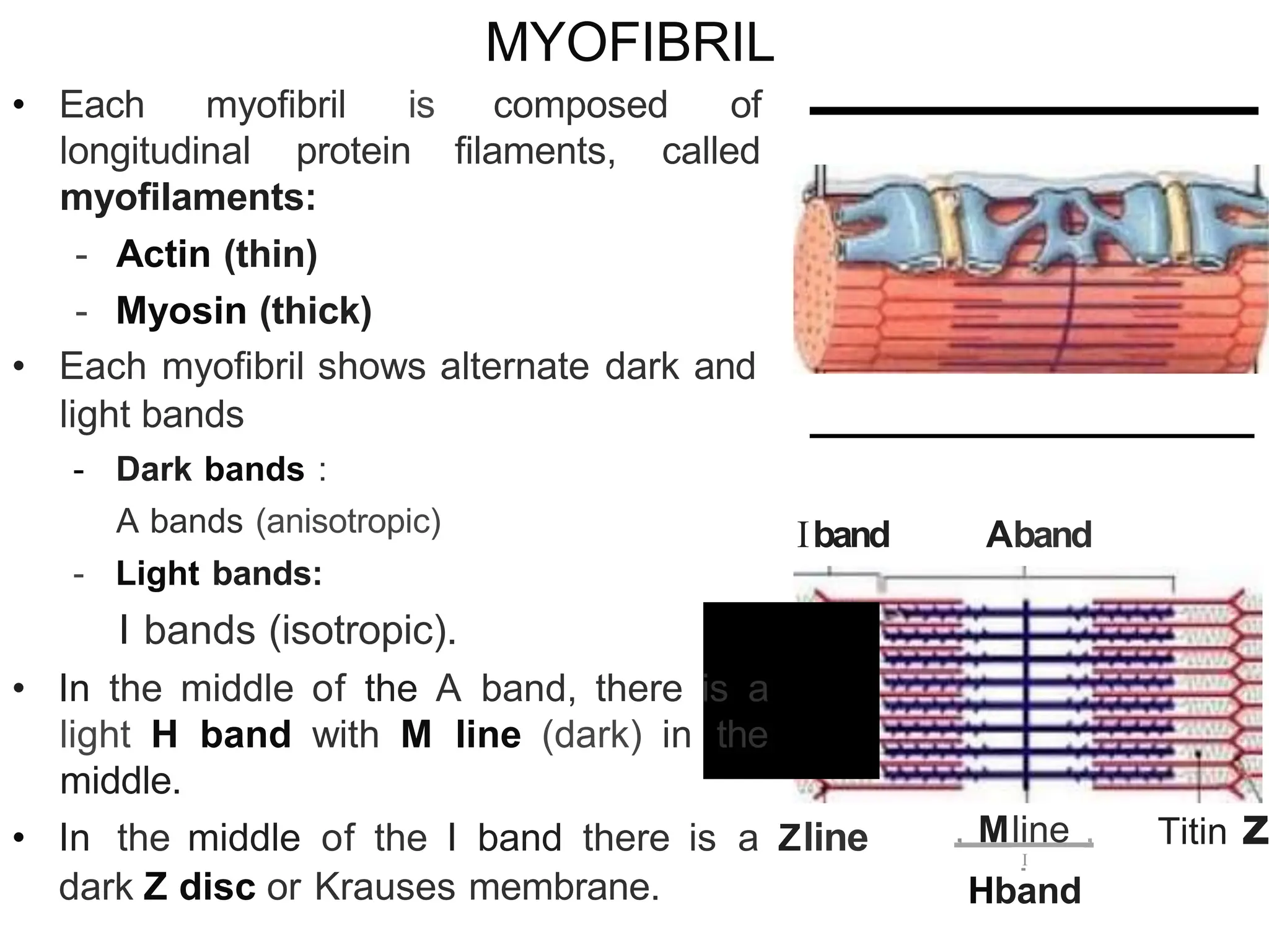 GENERAL ANATOMY OF MUSCLE DESCRIBE CLEARLY | PPTX