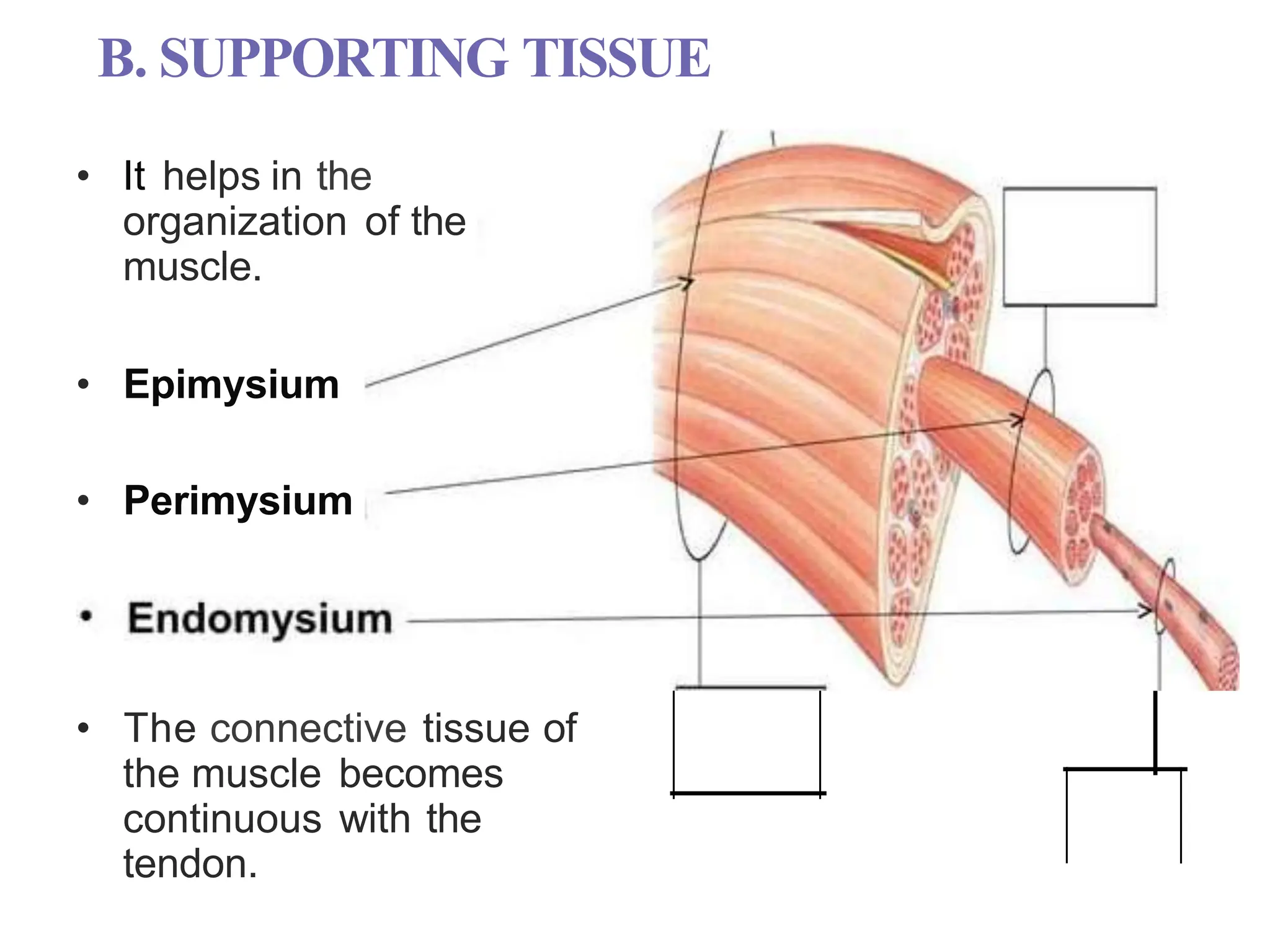 GENERAL ANATOMY OF MUSCLE DESCRIBE CLEARLY | PPTX