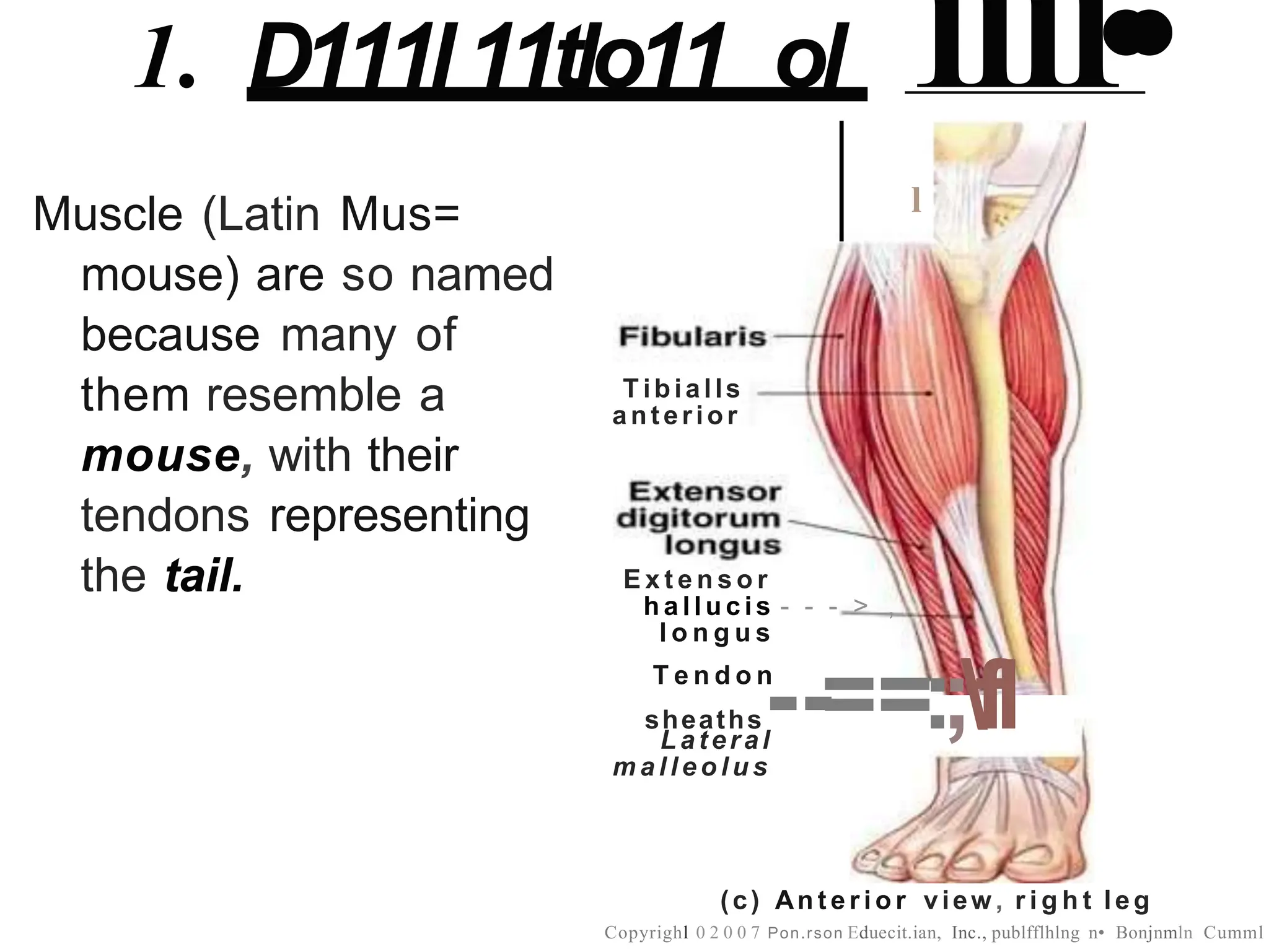 GENERAL ANATOMY OF MUSCLE DESCRIBE CLEARLY | PPTX