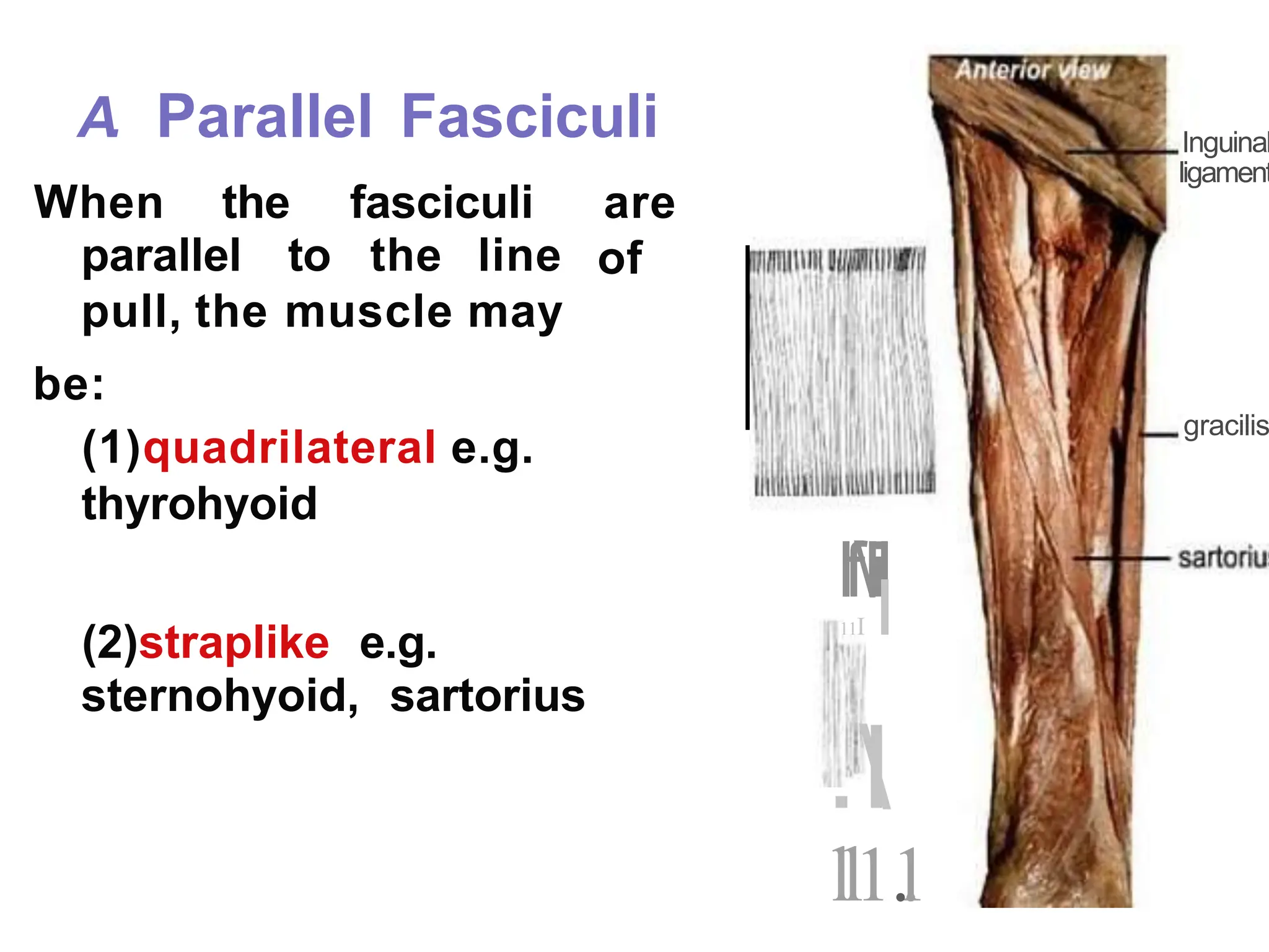 GENERAL ANATOMY OF MUSCLE DESCRIBE CLEARLY | PPTX