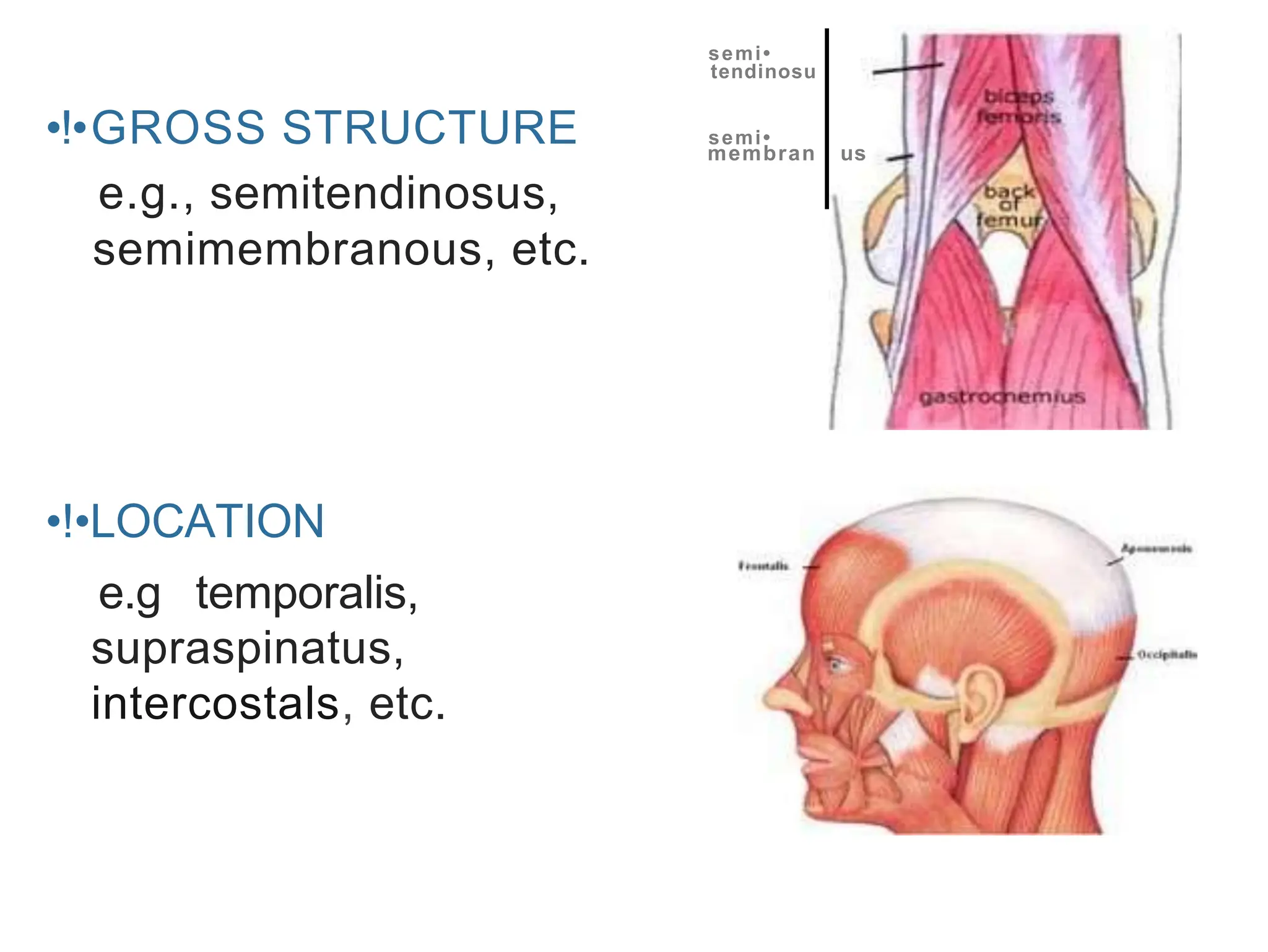 GENERAL ANATOMY OF MUSCLE DESCRIBE CLEARLY | PPTX