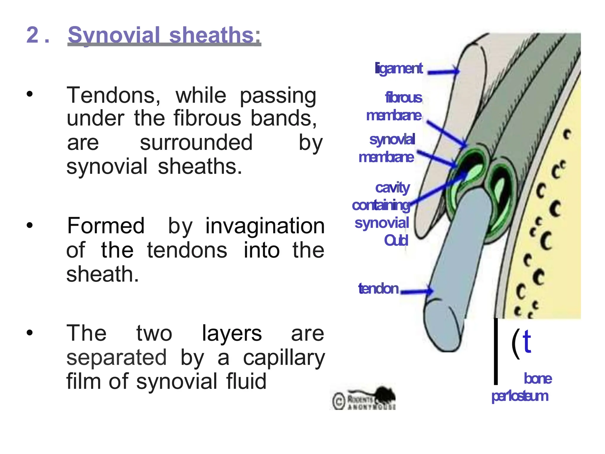 GENERAL ANATOMY OF MUSCLE DESCRIBE CLEARLY | PPTX