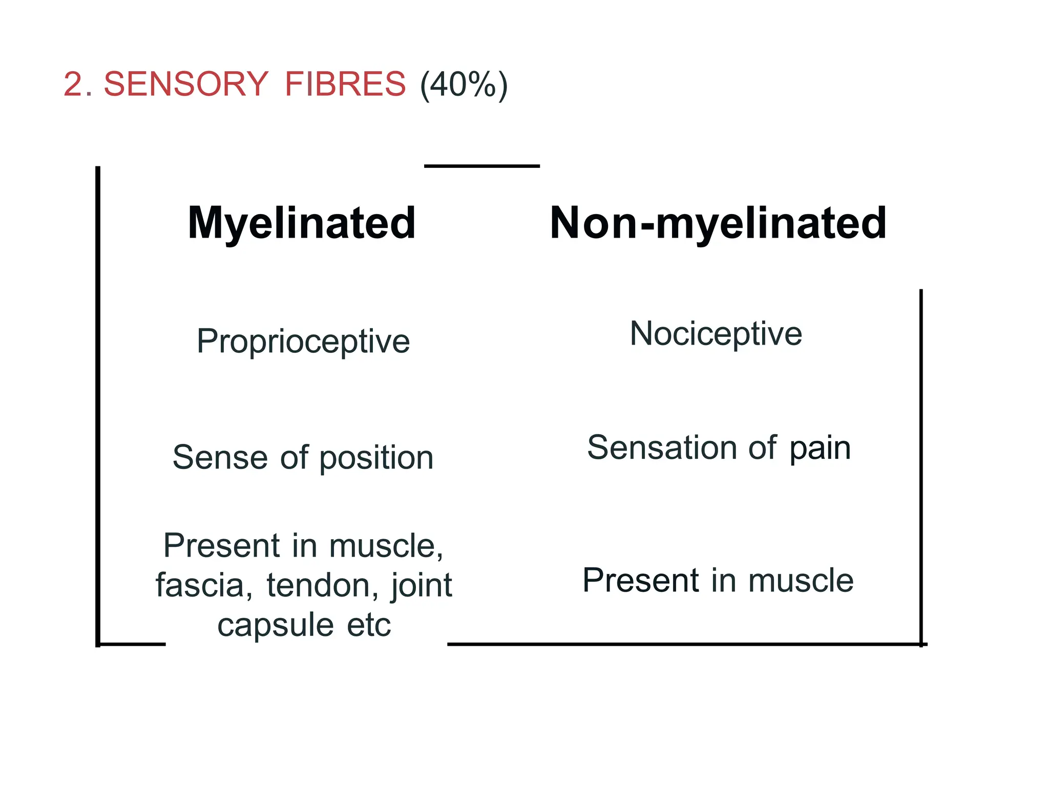 GENERAL ANATOMY OF MUSCLE DESCRIBE CLEARLY | PPTX