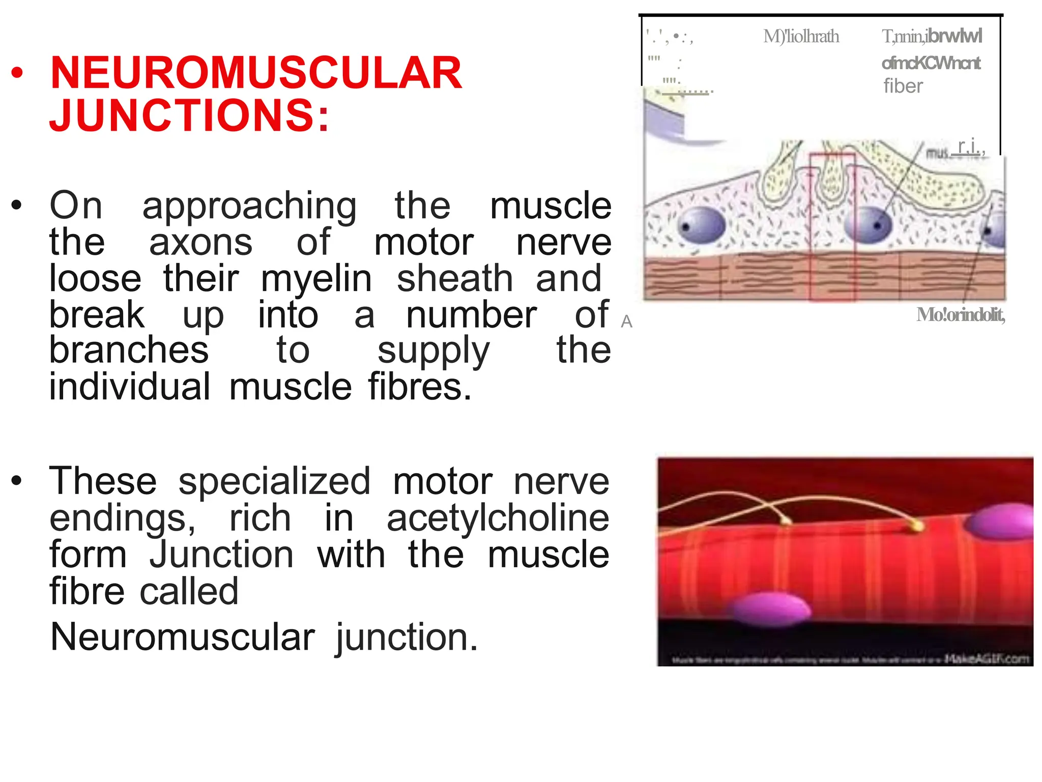 GENERAL ANATOMY OF MUSCLE DESCRIBE CLEARLY | PPTX