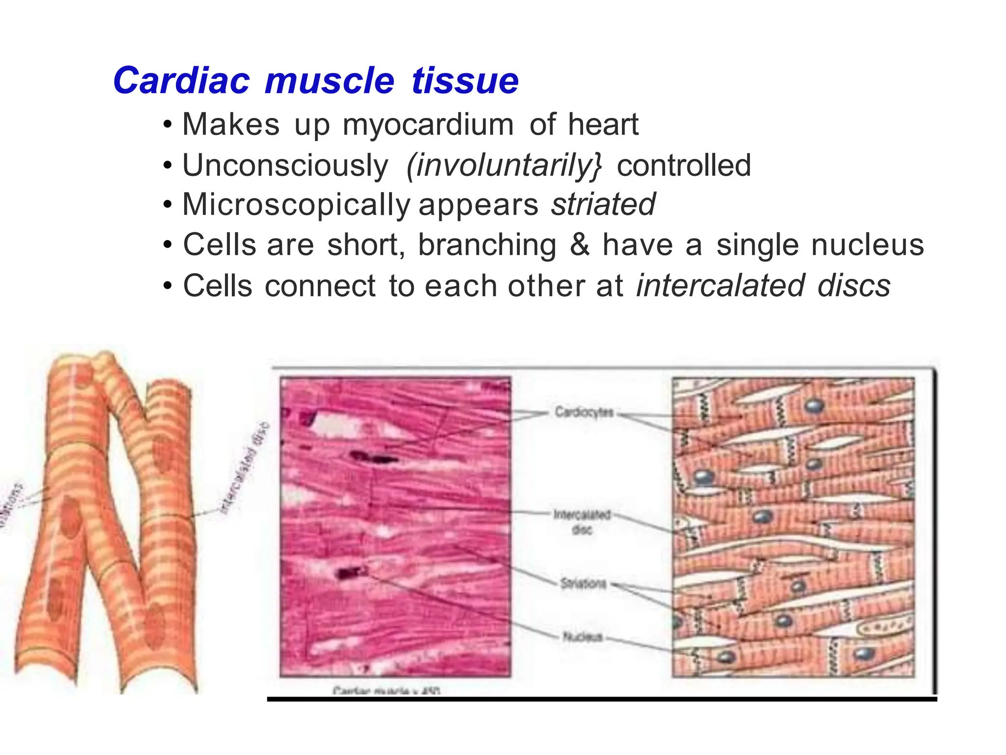 GENERAL ANATOMY OF MUSCLE DESCRIBE CLEARLY | PPTX