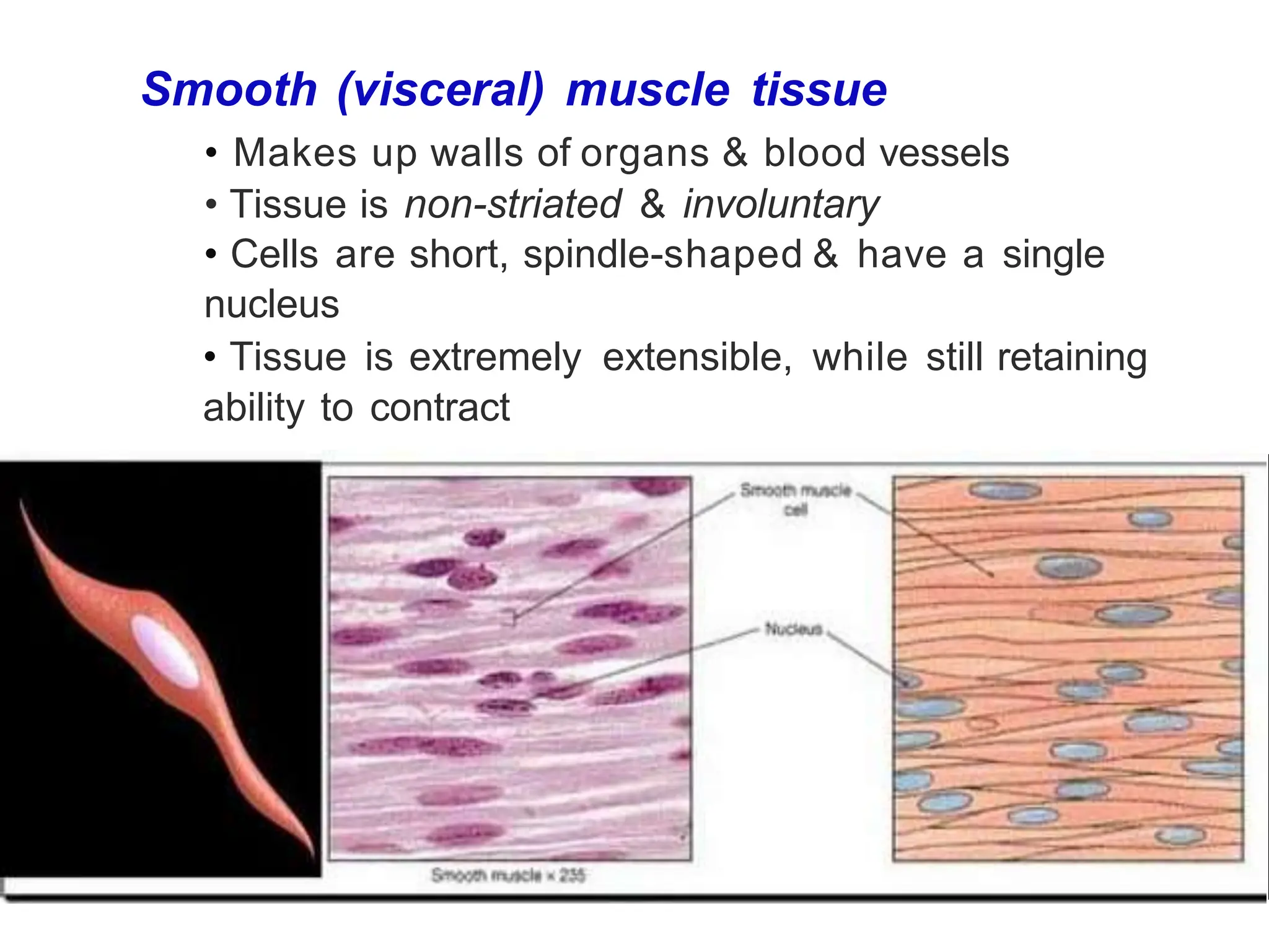 GENERAL ANATOMY OF MUSCLE DESCRIBE CLEARLY | PPTX