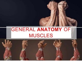GENERAL ANATOMY OF MUSCLE DESCRIBE CLEARLY | PPT